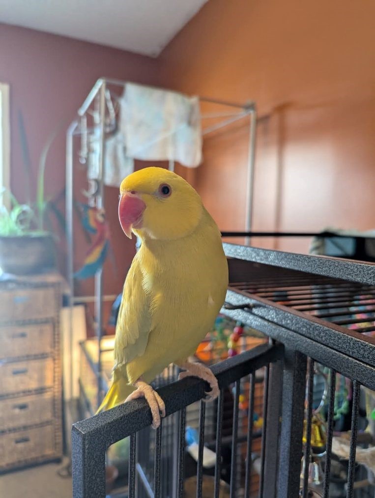 Koko – Indian Ring Neck – Greta's Roost